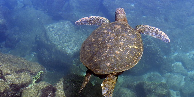 Sea Turtles Sanctuaries in Mexico
