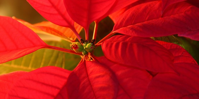 El Aguinaldo: The Christmas Bonus in Mexico