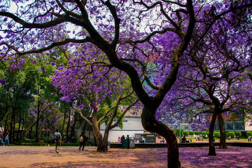 Spring-Jacaranda-Mexico-NBS | Mexperience