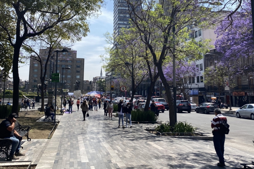 Springtime-Mexico-City-Jacarandas | Mexperience