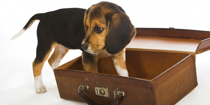 Guidelines & Contacts for Bringing Pets to Mexico